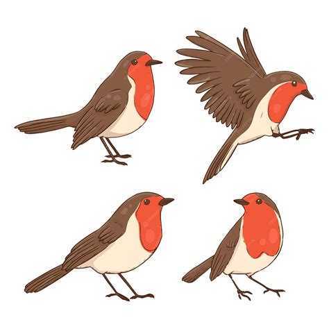 Premium Vector Hand Drawn Robin Bird Collection