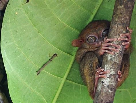 Philippine Tarsier
