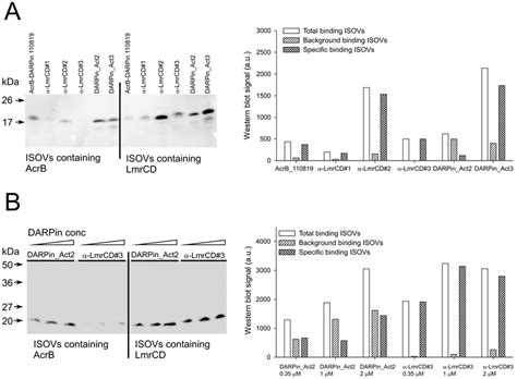 Darpin Binding To Membrane Embedded Lmrcd A Six Darpins Each At A