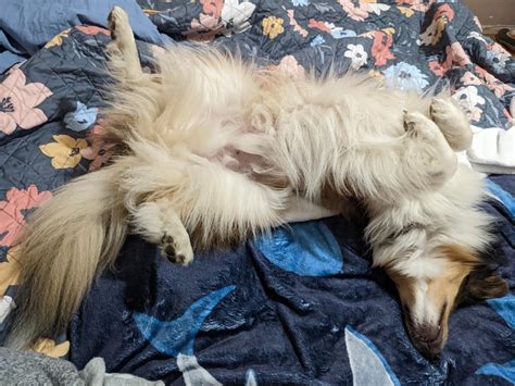 4 Months Sheltie Girl Eevee R Sheltie