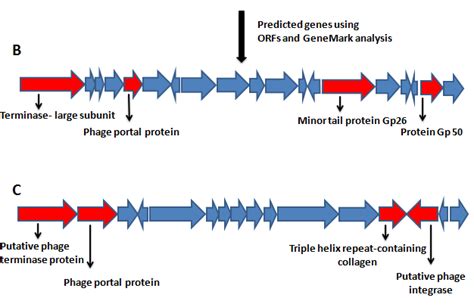 The Predicted Contigs And Gap Filling Of The Overlapping Sequences