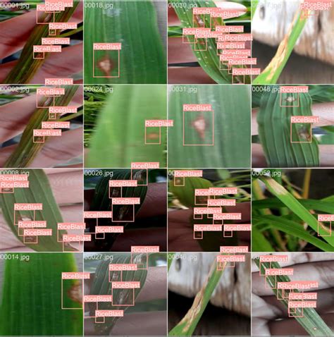 基于YOLOv 的农作物水稻病害检测系统优化SPPF提升检测性能 腾讯云开发者社区 腾讯云