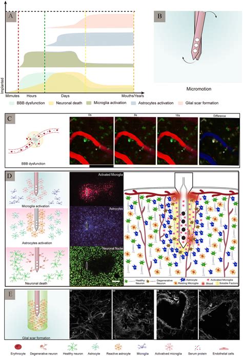 The Past Present And Future Of In Vivo Implantable Recording Microelectrodes The Neural