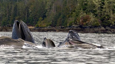 A Filmmakers Guide To Sitka Alaskas Wildlife Alaskaorg