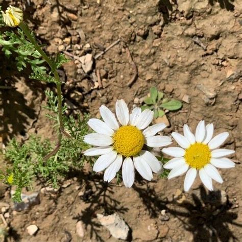 False Stinking Chamomile Anthemis Pseudocotula Plant Care And How To Grow Water