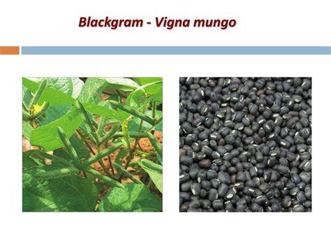 Agronomic Crops Classification Agriculture Ppt