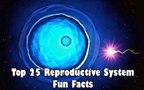 Top 25 Reproductive System Fun Facts Updated 2023 Bioexplorer