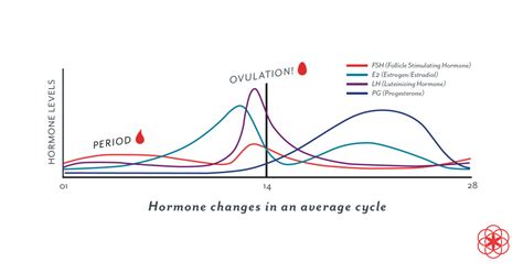 Chart For Tracking Menstrual Cycle