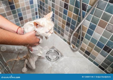 Bathing Of The Beautiful White Persian Cat In The Bathtub In The Pet