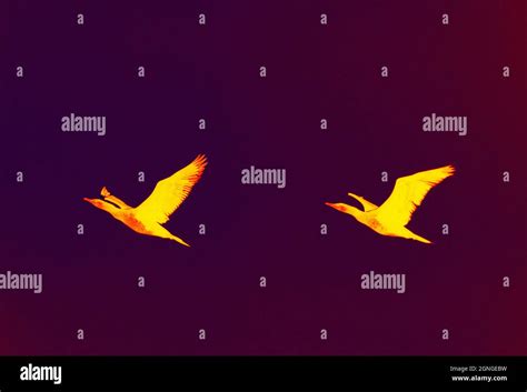 Machine Learning Can Yolov7 Detect Very Tiny Objects From Thermal