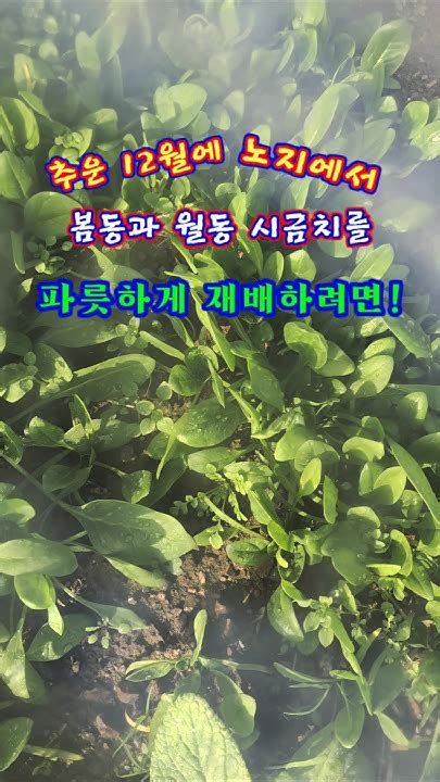춥고 눈 내려도 노지에서 파릇한 월동채소를 재배하려면봄동월동시금치텃밭한파5도2촌 Youtube