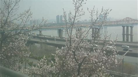 눈부시게 아름다운 벚꽃 Youtube