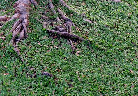 How To Handle Exposed Tree Roots Are They A Health Concern For The Tree