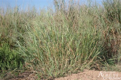 Plants Of Texas Rangelands Switchgrass