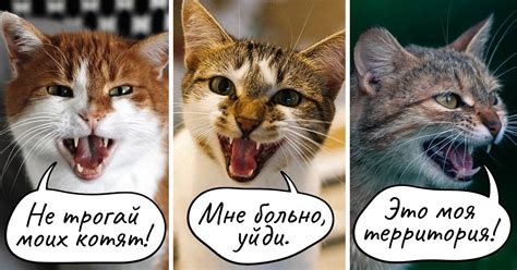 Почему кошки шипят Бери и делай