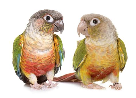 Conures Background Images Hd Pictures And Wallpaper For Free Download