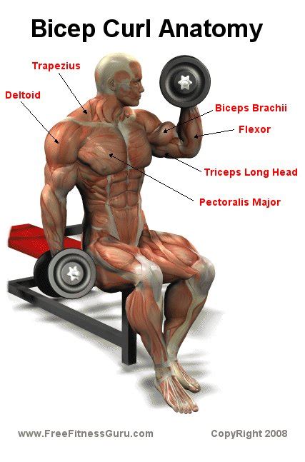 Freefitnessguru Bicep Curl Anatomy