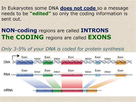 protein synthesis ppt download
