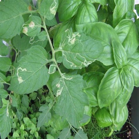 Leaf Disease Object Detection Dataset V1 2024 05 05 11 22am By Hung Nguyen