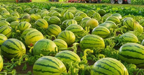 Чому не ростуть кавуни як виростити хороший врожай кавунів Телеграф