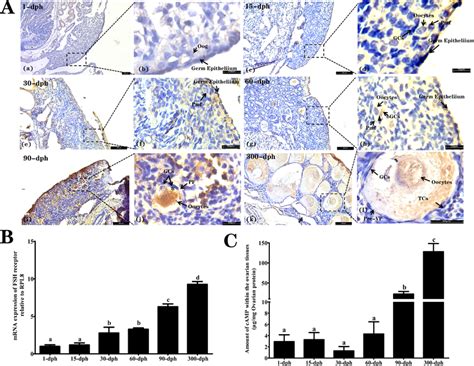 Immunohistochemical Localization Of Fsh Receptor Fshr Within Ovarian