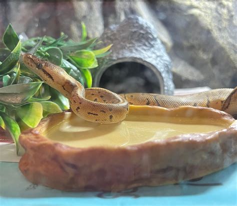 Suki wandering by her waterbowl. : r/ballpython