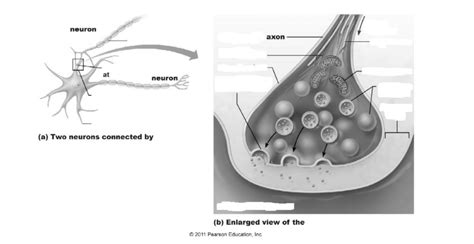 125 Aandb Structure Of An Axodendritic Synapse Diagram Quizlet