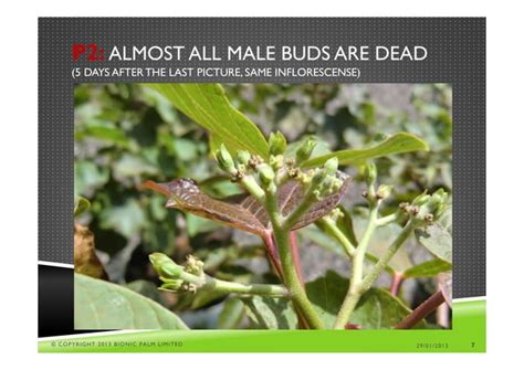 public disclosure of a male sterile jatropha curcas trait found in wild