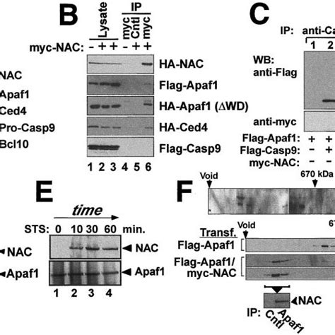 Sequence Analysis Of NAC A Schematic Representation Showing Domain Download Scientific