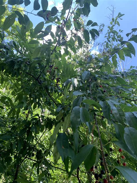 Is This Black Cherry Located In Southeast Pennsylvania Rwhatsthisplant