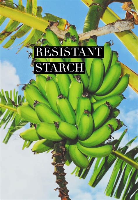 What Is Resistant Starch Ground Based Nutrition