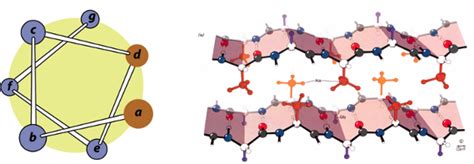 Solved I Have A Polypeptide Sequence That Is Part Of A