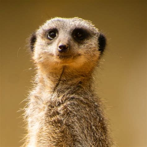 Computing Mongoose Youtube