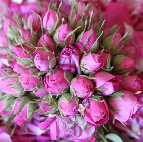 گوڵ و گوڵزار