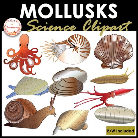 Mollusks Animals
