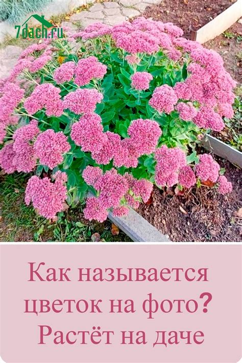 Как называется цветок на фото? Растёт у нас на даче