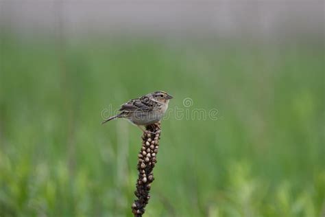 Cute Grasshopper Sparrow Bird Stock Image Image Of Avian Lawn 260078029