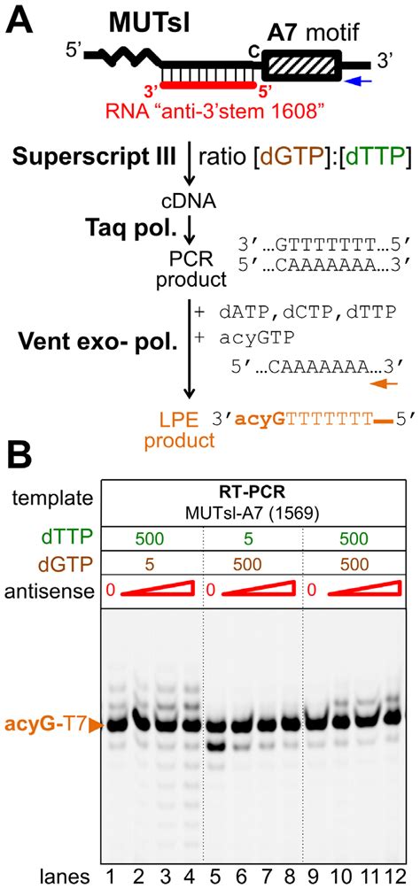 Inter Molecular Structural Counterparts Of The Stimulatory Stemloop For Download Scientific