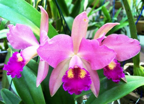 Plantasorquideasdicasnoticiascuriosidades Dicas De Cultivo De