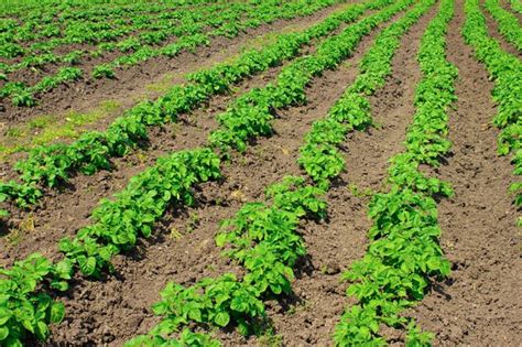 Premium Photo Large Green Rows Of Potatoes On The Bed