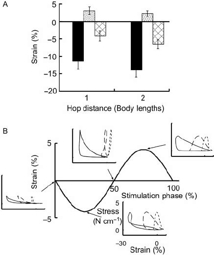 in vivo and in vitro segment strain heterogeneity in the toad