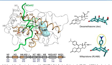 Figure 1 From Structural Insights Into The Ligand Binding Domain Of The