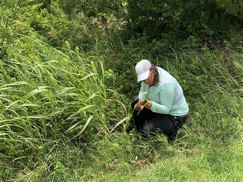 Inspecting Johnson Grass Leaves Entomology Today