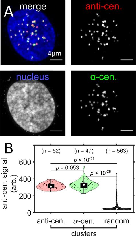 Exm Reveals Colocalization Between Centromere Associated Proteins