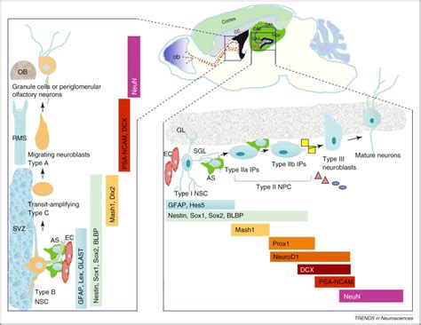 When Neurogenesis Encounters Aging And Disease Trends In Neurosciences