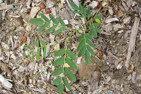 Tipuana Tipu