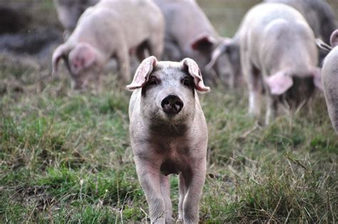 Water smart pig farming - Corangamite Catchment Management Authority
