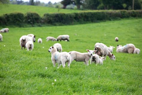 New Sheep Wormer Made Available In Ni Free