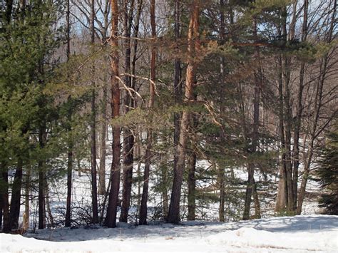 CT Southern Pine Beetle