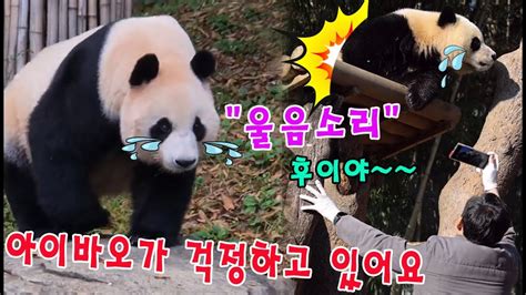 💥아이고 후이바오 가 오열하며 송바오 할부지 에게 정말로 왜 액체 액체동굴의 입구 막았습니다요라고 물었어요💦아이바오 엄마가 후이의 울음소리를 듣고 송바오에게 도움을